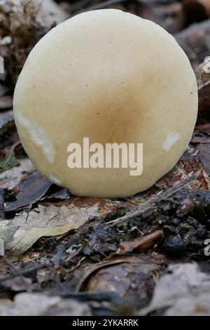 yellowish-white melanoleuca (Melanoleuca alboflavida Stock Photo - Alamy
