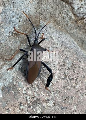 Giant Agave Bug (Acanthocephala thomasi) Insecta Stock Photo - Alamy