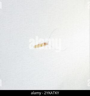 Yellow Net-spinning Caddisfly (Potamyia flava Stock Photo - Alamy