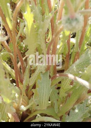 Karoo African Daisy (Arctotis leiocarpa Stock Photo - Alamy