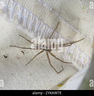 Oblong Running Spider (Tibellus oblongus), Arachnida, Old Plank Road ...