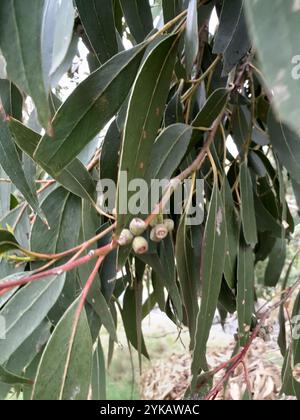 Long-leaved Box (Eucalyptus goniocalyx Stock Photo - Alamy