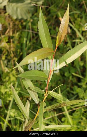 hybrid crack willow (Salix × fragilis Stock Photo - Alamy