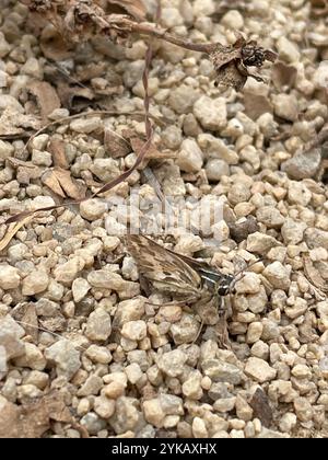 Sandhill Skipper (Polites sabuleti Stock Photo - Alamy