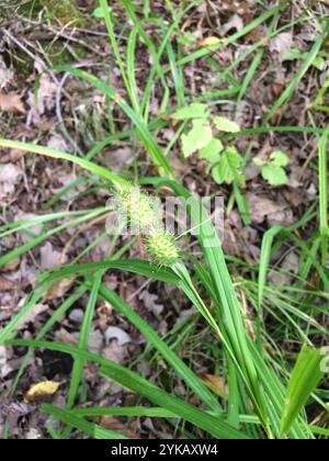 cattail sedge (Carex typhina Stock Photo - Alamy