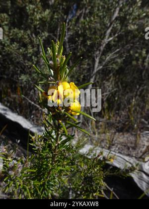 Common Aotus (Aotus ericoides Stock Photo - Alamy