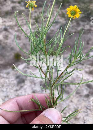 Skeletonleaf Goldeneye (Sidneya tenuifolia Stock Photo - Alamy
