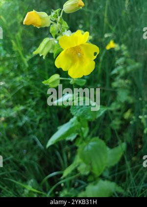 Sharp-leaved Monkey-flower (Erythranthe decora Stock Photo - Alamy