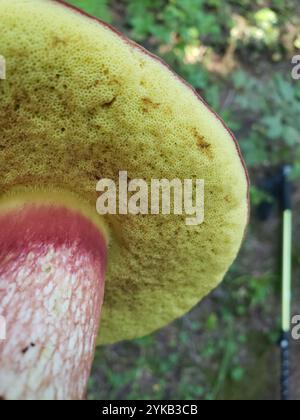 Smith's Bolete (Boletus smithii Stock Photo - Alamy