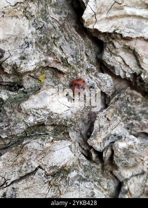 Vedalia Beetle (Novius cardinalis Stock Photo - Alamy