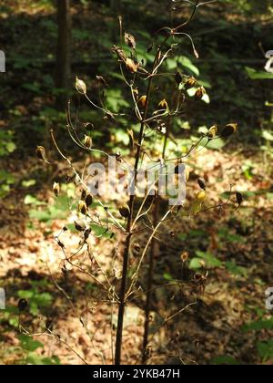 American columbo (Frasera caroliniensis Stock Photo - Alamy