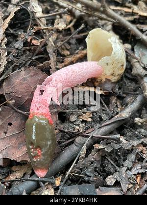 red stinkhorn (Mutinus ravenelii Stock Photo - Alamy