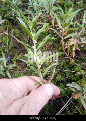 Proserpinaca palustris L Proserpinaca palustris L Stock Photo - Alamy