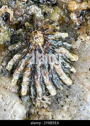 Rough Limpet (Lottia scabra Stock Photo - Alamy