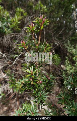 Cheeseberry (Cyathodes glauca Stock Photo - Alamy