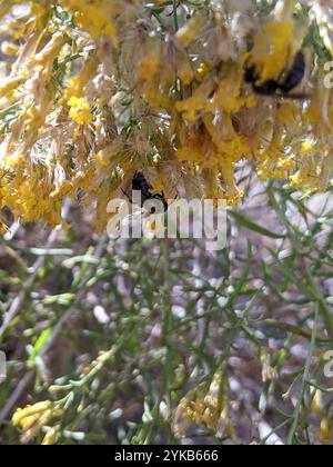 Tiphiid Flower Wasps (Tiphiidae Stock Photo - Alamy