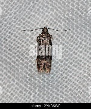Twirler Moths (Gelechiidae Stock Photo - Alamy