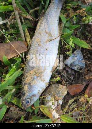 Common Mullets (Mugil Stock Photo - Alamy