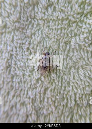 New Forest fly (Hippobosca equina Stock Photo - Alamy