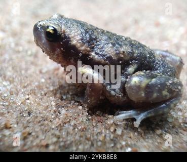 Marbled balloon frog, Uperodon systoma, Satara, Maharashtra, India ...