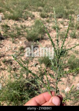 Slender Russian-thistle (Salsola collina Stock Photo - Alamy