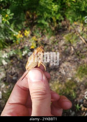 Mormon Cricket (Anabrus simplex Stock Photo - Alamy