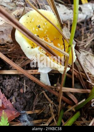 Yellow American Blusher (Amanita flavorubens Stock Photo - Alamy