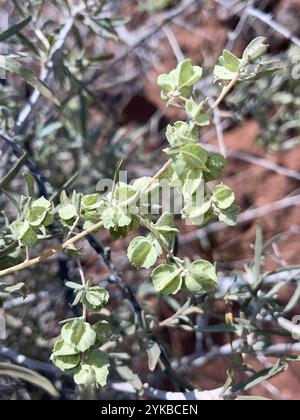 Fourwing Saltbush (Atriplex canescens Stock Photo - Alamy