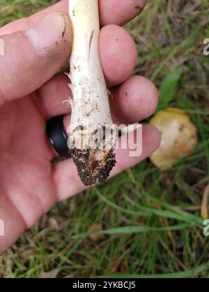 Yellow American Blusher (Amanita flavorubens Stock Photo - Alamy