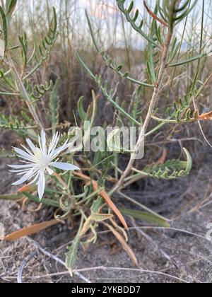 (Mentzelia humilis humilis Stock Photo - Alamy