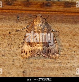 American Copper Underwing (Amphipyra pyramidoides) Insecta Stock Photo ...