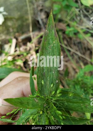 Variable Witchgrass (Dichanthelium commutatum commutatum Stock Photo ...