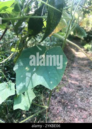 Oneseed Bur Cucumber (Sicyos angulatus) Plantae Stock Photo - Alamy