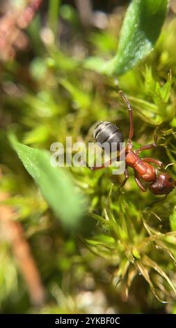 Blood-red Field Ant (Formica sanguinea Stock Photo - Alamy
