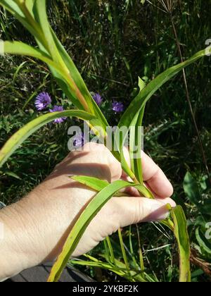 Riddell's goldenrod (Solidago riddellii Stock Photo - Alamy