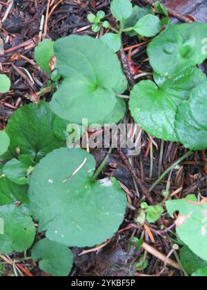 western roundleaf violet (Viola orbiculata Stock Photo - Alamy
