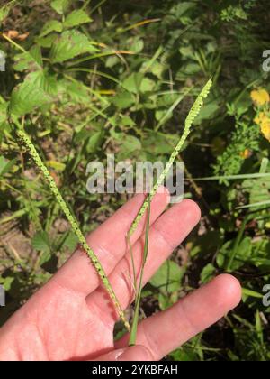 Field Paspalum (Paspalum laeve Stock Photo - Alamy