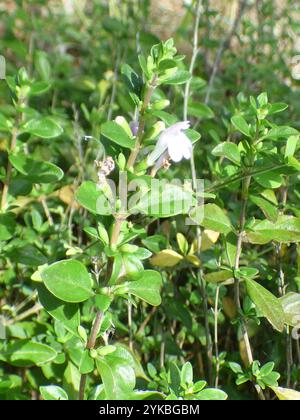 Georgia calamint (Clinopodium carolinianum Stock Photo - Alamy