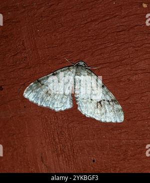 Welsh Wave Moth (Venusia cambrica Stock Photo - Alamy