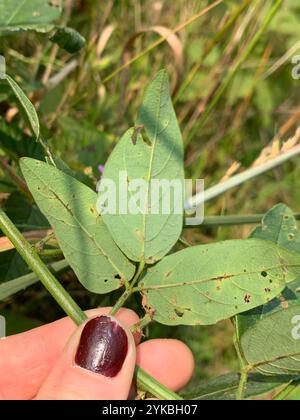 perplexed tick-trefoil (Desmodium perplexum Stock Photo - Alamy