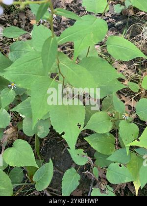 Schreber's Wood Aster (Eurybia schreberi) Plantae Stock Photo - Alamy