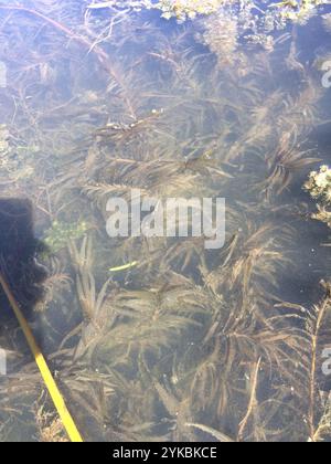 robbins' pondweed (Potamogeton robbinsii Stock Photo - Alamy