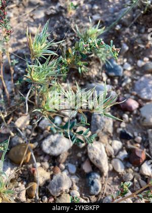 False Buffalograss (Munroa squarrosa Stock Photo - Alamy