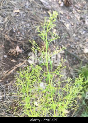 fetid goosefoot (Dysphania incisa Stock Photo - Alamy