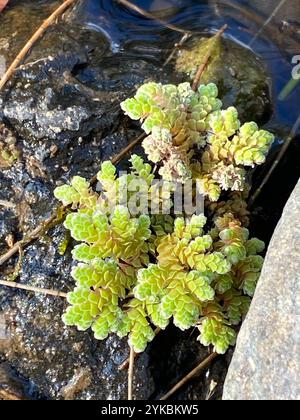 Red Azolla (Azolla rubra Stock Photo - Alamy