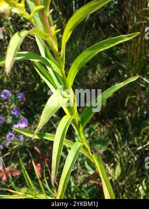 Riddell's goldenrod (Solidago riddellii Stock Photo - Alamy