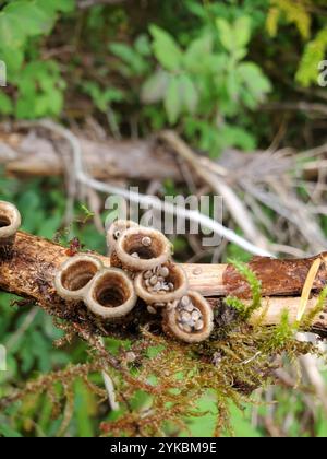 jellied bird's nest fungus (Nidula candida Stock Photo - Alamy