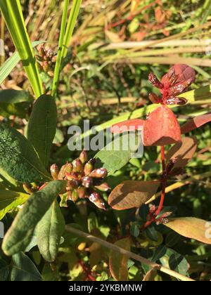 Greater Marsh St. John's-wort (Hypericum walteri Stock Photo - Alamy