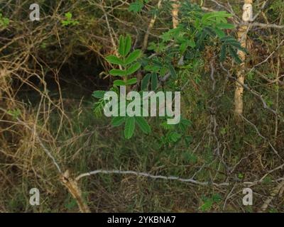 white-stem thorn (Senegalia polyacantha Stock Photo - Alamy