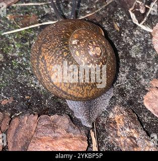 Cuban Brown Snail (Zachrysia provisoria Stock Photo - Alamy